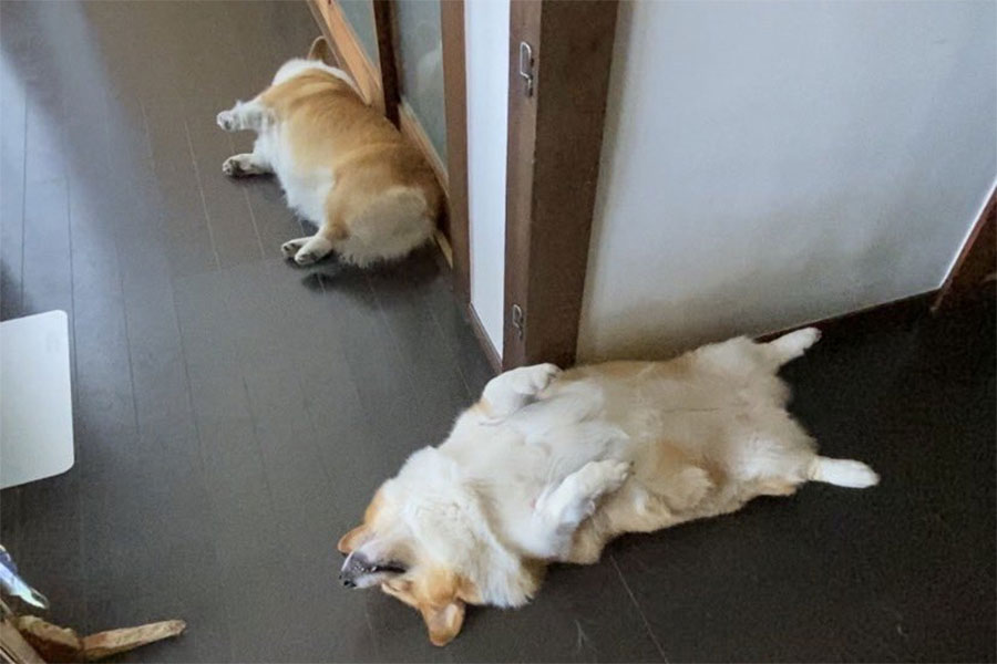 まるで事件現場 床に転がる2匹のコーギーに3.5万人が驚き 「いったい何が…」 | Hint-Pot - (2)