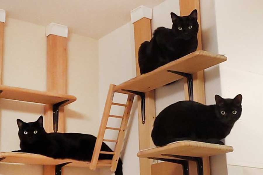 「黒ねこの館感出てる」 キャットタワーへ集う3匹に1.5万人胸キュン | Cheriee NEWS