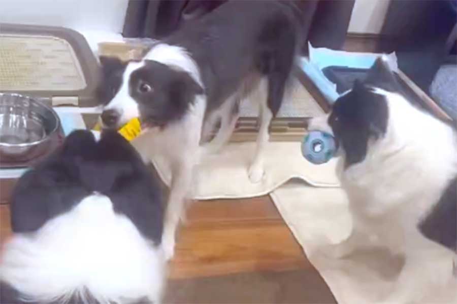 「遊び方合っている？」 動きがシンクロする3匹のいぬ いっせいに取った行動にほっこり | Hint-Pot