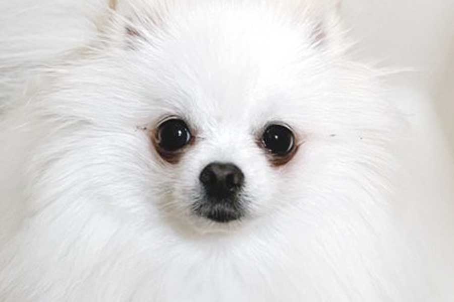 ふわふわないぬが「完全に闇落ち」 お風呂ビフォーアフターに8.8万"いいね" 「なんというトラウマ…w」 | Hint-Pot