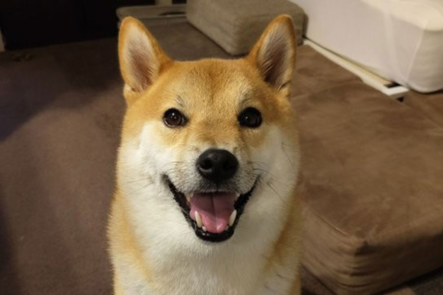 「頼む、人間には『出勤』というものがあってな」 "散歩拒否"柴犬のかわいすぎる抵抗に大反響 | Hint-Pot - (3)