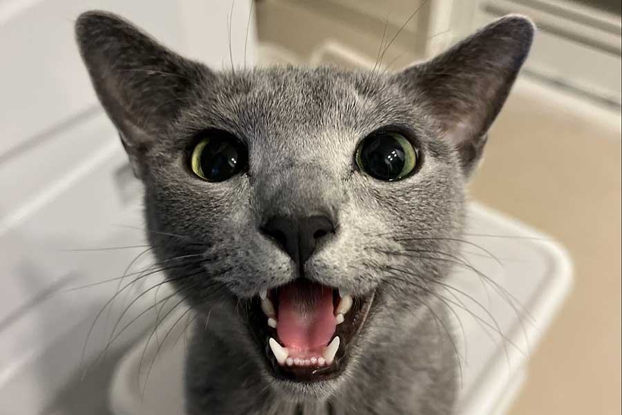 天真爛漫なねこが"電池切れ" 「眠くて悶絶」する姿にほっこり 「愛くるしい」 | Hint-Pot - (3)