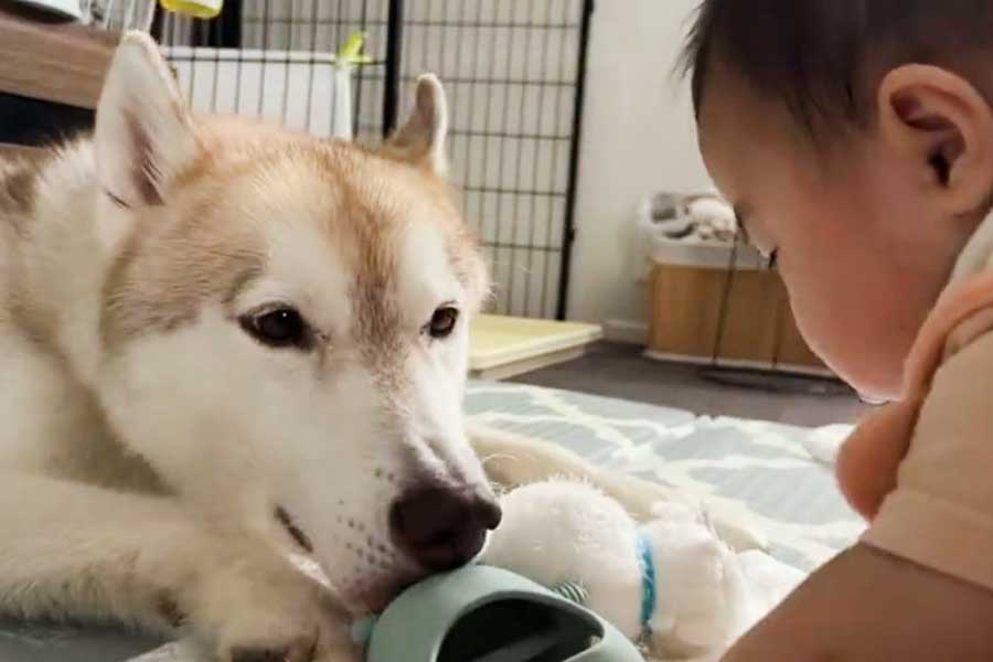 Heartwarming Moment Caught on Camera: Husky and Baby Lock Eyes in a ...