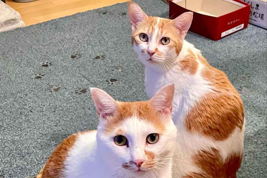 二日酔い必至？ 「宴会の翌朝みたい」な2匹の元保護ねこ 「混ざりたいこの雑魚寝」 | Hint-Pot - (3)