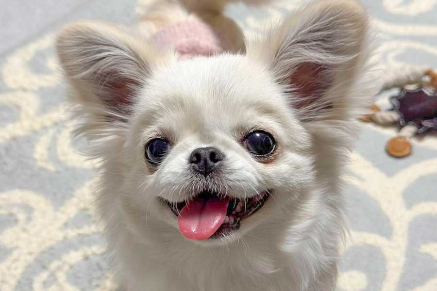 「数時間ぶりに会えたみたいな反応だけど…」 愛犬がまさかの反応 愛おしすぎると話題に 「幸せやw」 | Hint-Pot - (2)