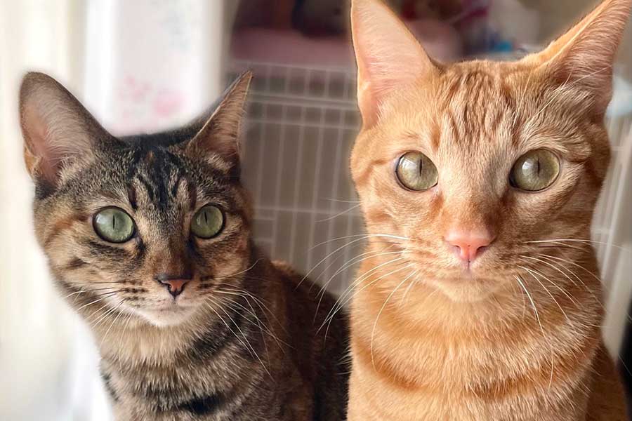 「完全にカップルの自撮り感」 元保護ねこ2匹の仲良しツーショットに悶絶する人が続出 「見せつけますな～」 | Hint-Pot - (3)