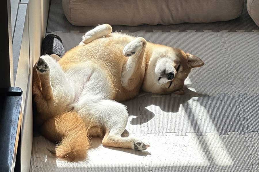 帰省した姉が思わず驚愕 柴犬の完璧な寝相に反響 「美しい…」「美脚」の声 | Hint-Pot - (3)