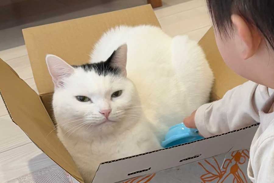 「こんな迫真なねこ見たことない」 赤ちゃんと"兄弟げんか"する姿に反響 「これはどっちもびっくりw」 | Hint-Pot - (2)