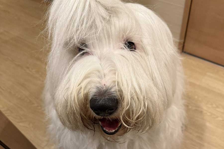 ヘドバン"するいぬっているんだろうか？」 激しく頭を振る大型犬 大迫力に驚きの声 | Hint-Pot - (2)