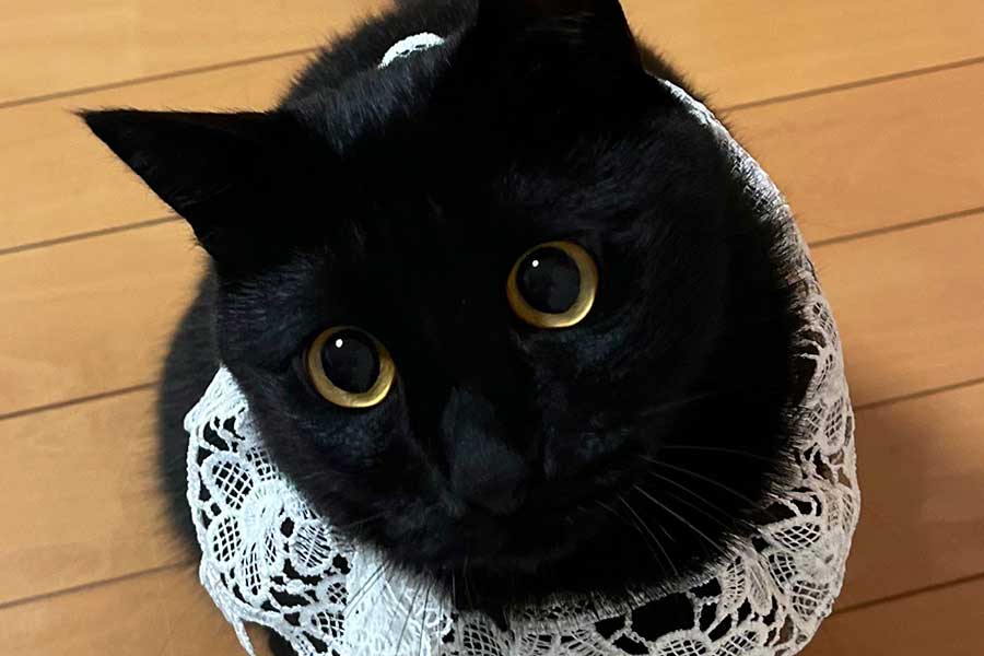 「高貴なにゃんこ」 元保護ねこの気品あふれる姿に絶賛の声 「とうとう名画になってしまった」 | Hint-Pot - (2)