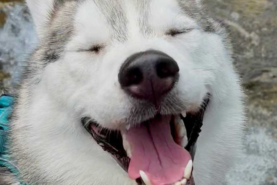 「鼻から水出してるような写真撮れた」 ハスキー犬の"奇跡の一枚"に爆笑 「もうそれにしか見えませんw」 | Hint-Pot