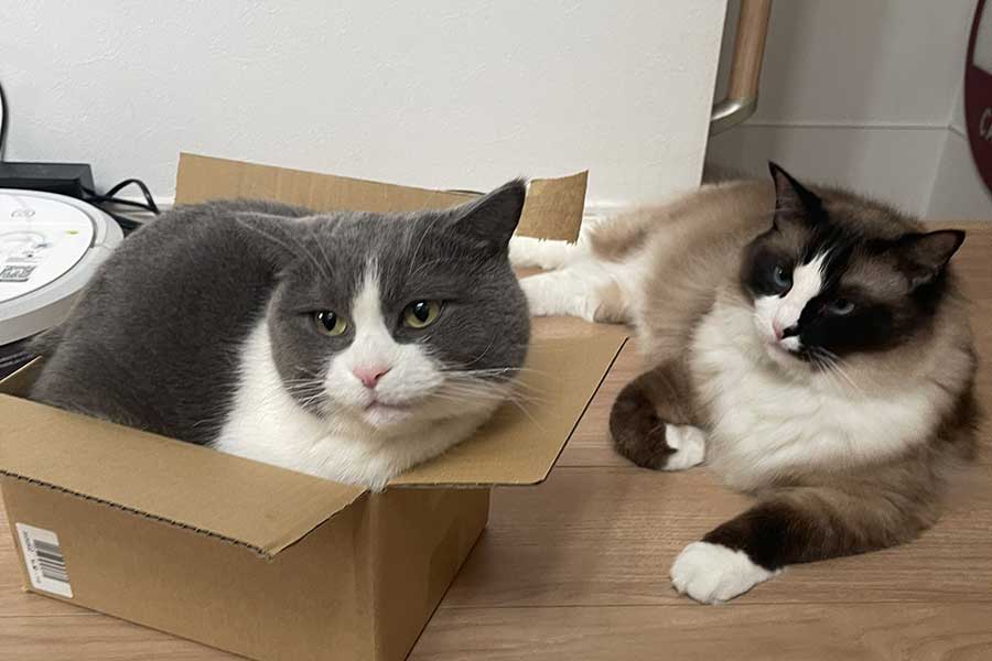 「思った以上に絵になるな～」 2匹のねこが初めて見た自然現象に興味津々 絶妙な姿に感動の声 「いいことたくさん起こりそう」 | Hint-Pot - (2)