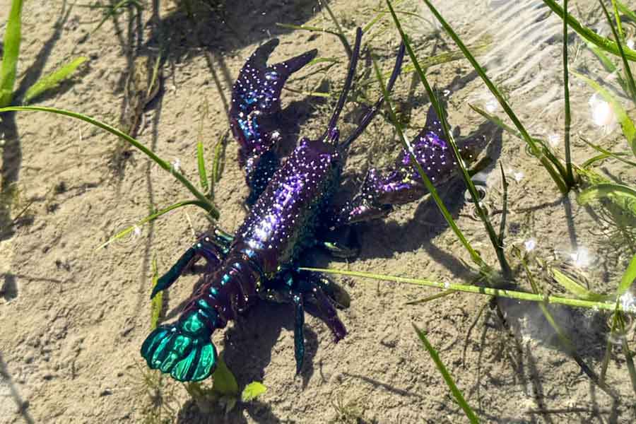 「おや？ なんか珍しい色のザリガニがおるな？」 田んぼの神秘的生物が3万"いいね"…SNS騒然の正体とは | Hint-Pot - (2)