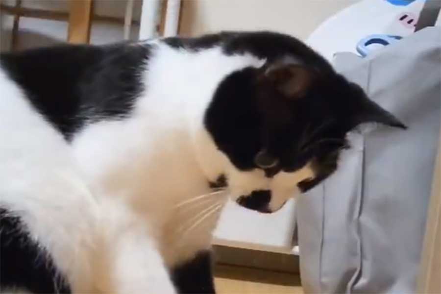 「ご執心なうちのねこ」 元保護ねこがまさかの"推し"に夢中 「すごい集中力w」と話題に | Hint-Pot - (2)