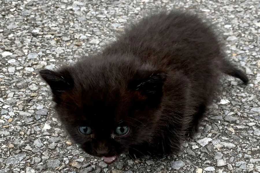 「拾った頃← →現在」 保護時に骨折していた黒ねこ 「足が不自由になる可能性」も克服 のびのび成長する姿が話題に | Hint-Pot - (3)