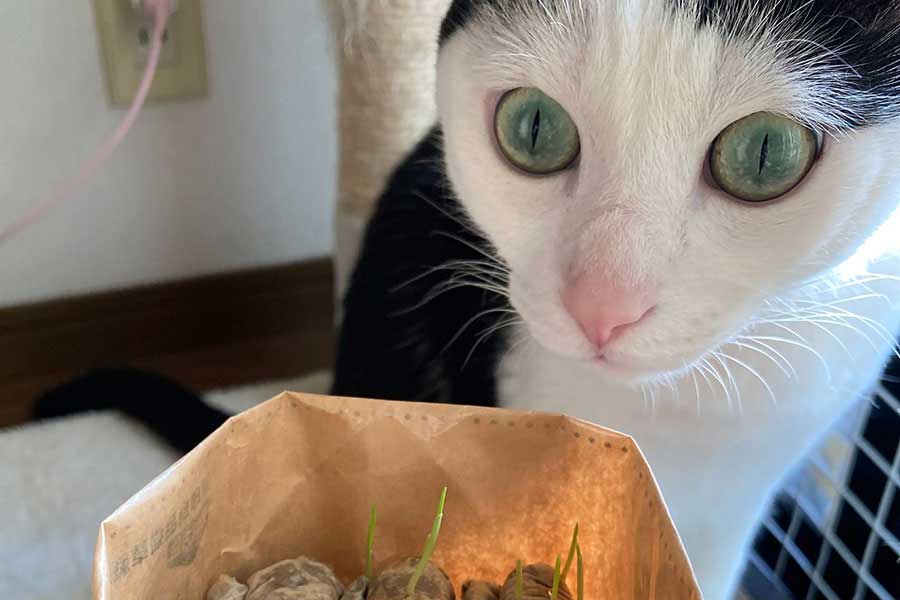 「ついに見守りカメラを購入」→元保護ねこが深夜2時にまさかの行動 「いつもはちぎってあげていたんですが…」 | Hint-Pot - (2)