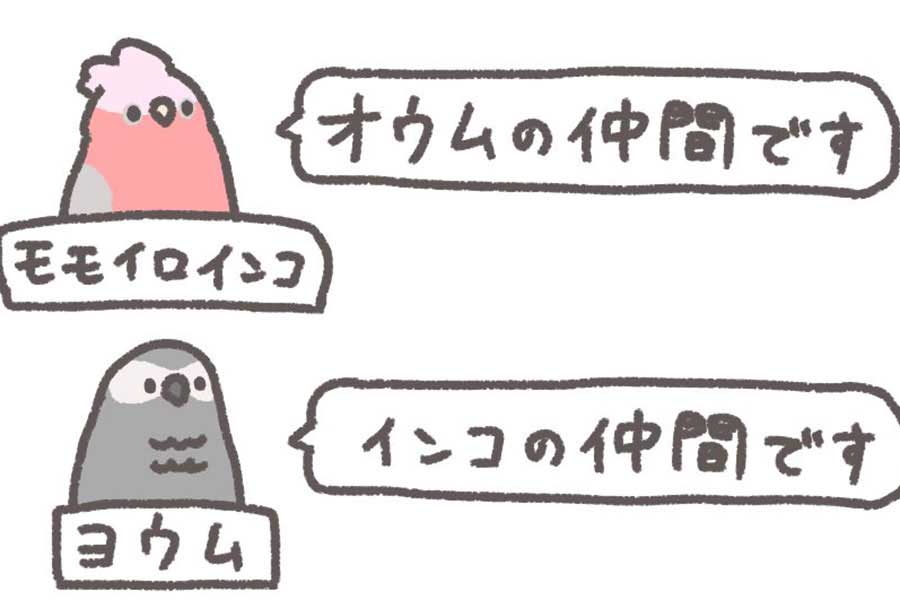 「嘘をついているのは誰でしょう？」→正解率9割以上 見た目だけではわからない……鳥たちの魅力的なギャップに反響 「喜怒哀楽があってとてもかわいらしい」 | Hint-Pot - (3)